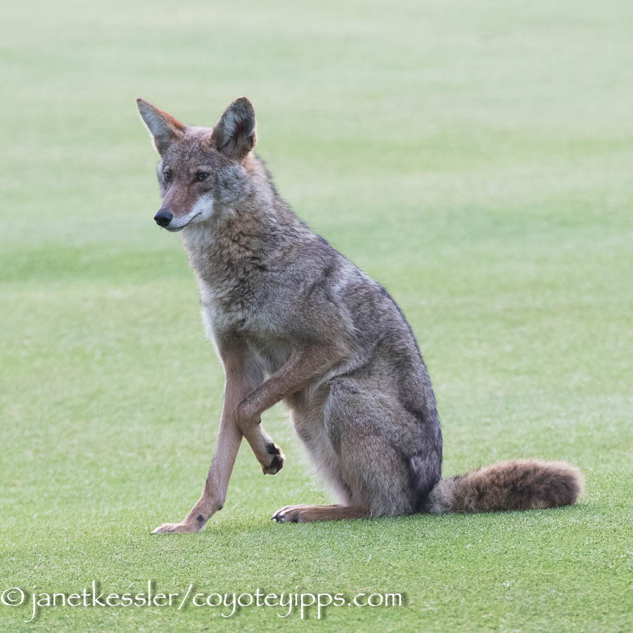 Leg Injuries | Coyote Yipps