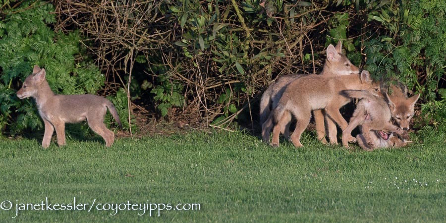 The Runt | Coyote Yipps