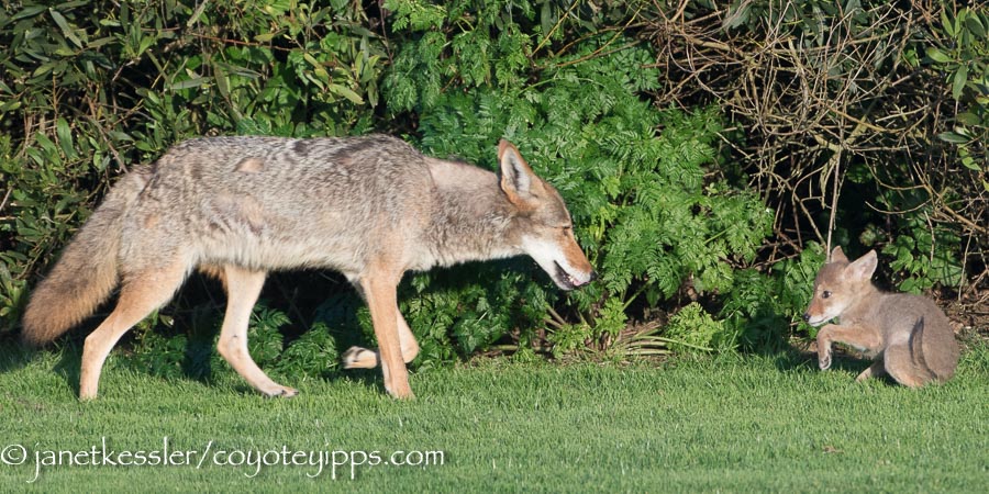The Runt | Coyote Yipps