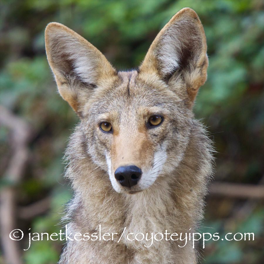 Individuality: Coyote Faces and Personalities: WHO are they? | Coyote Yipps