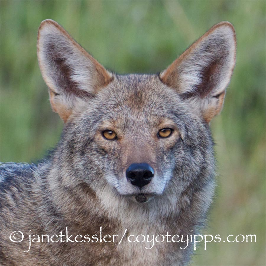 Individuality: Coyote Faces and Personalities: WHO are they? | Coyote Yipps