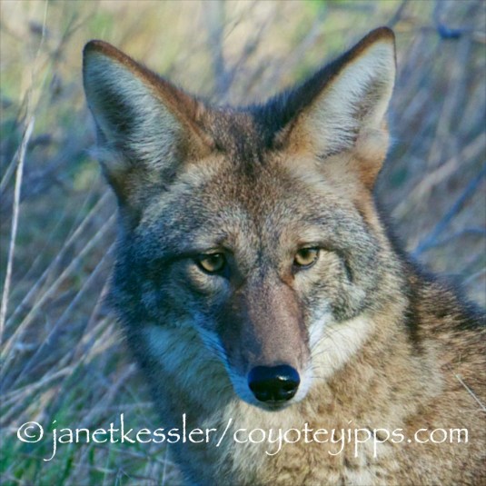 Individuality: Coyote Faces and Personalities: WHO are they? | Coyote Yipps