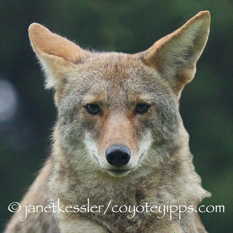 Individuality: Coyote Faces and Personalities: WHO are they? | Coyote Yipps