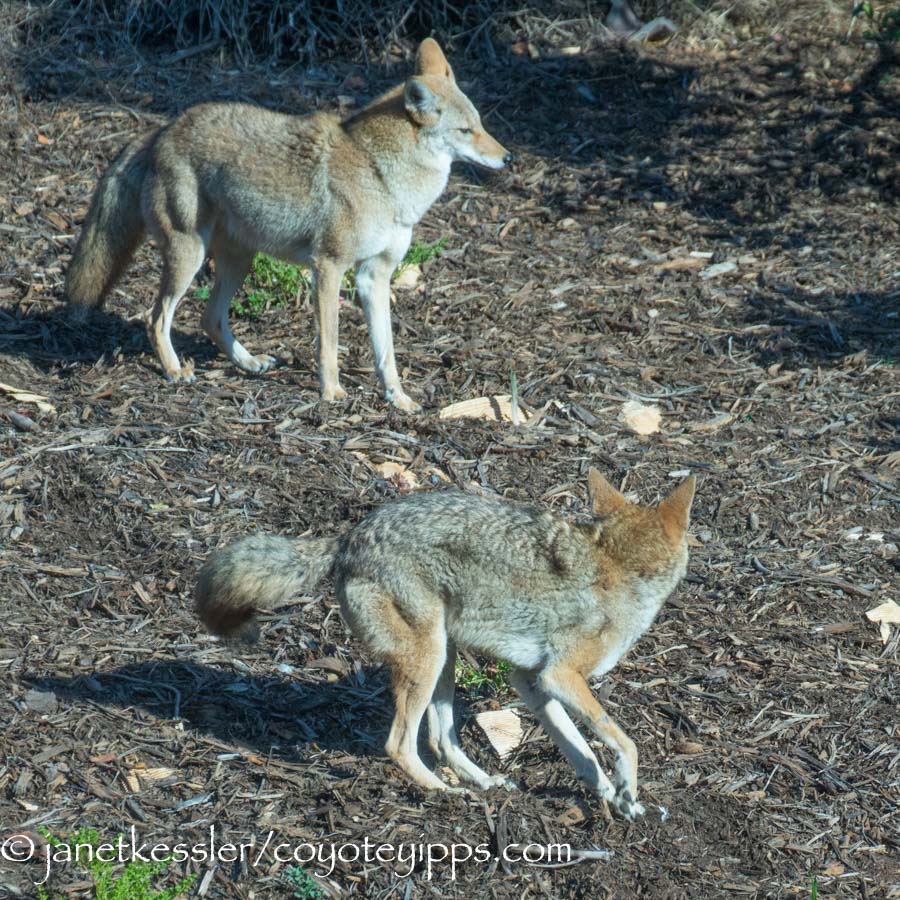 Coyote Communication: An Example | Coyote Yipps