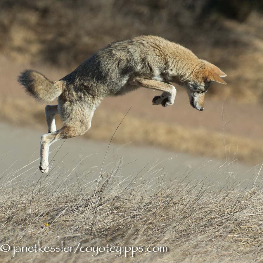 Meet “Hunter”: Gold Medalist in High Airborne Pouncing | Coyote Yipps
