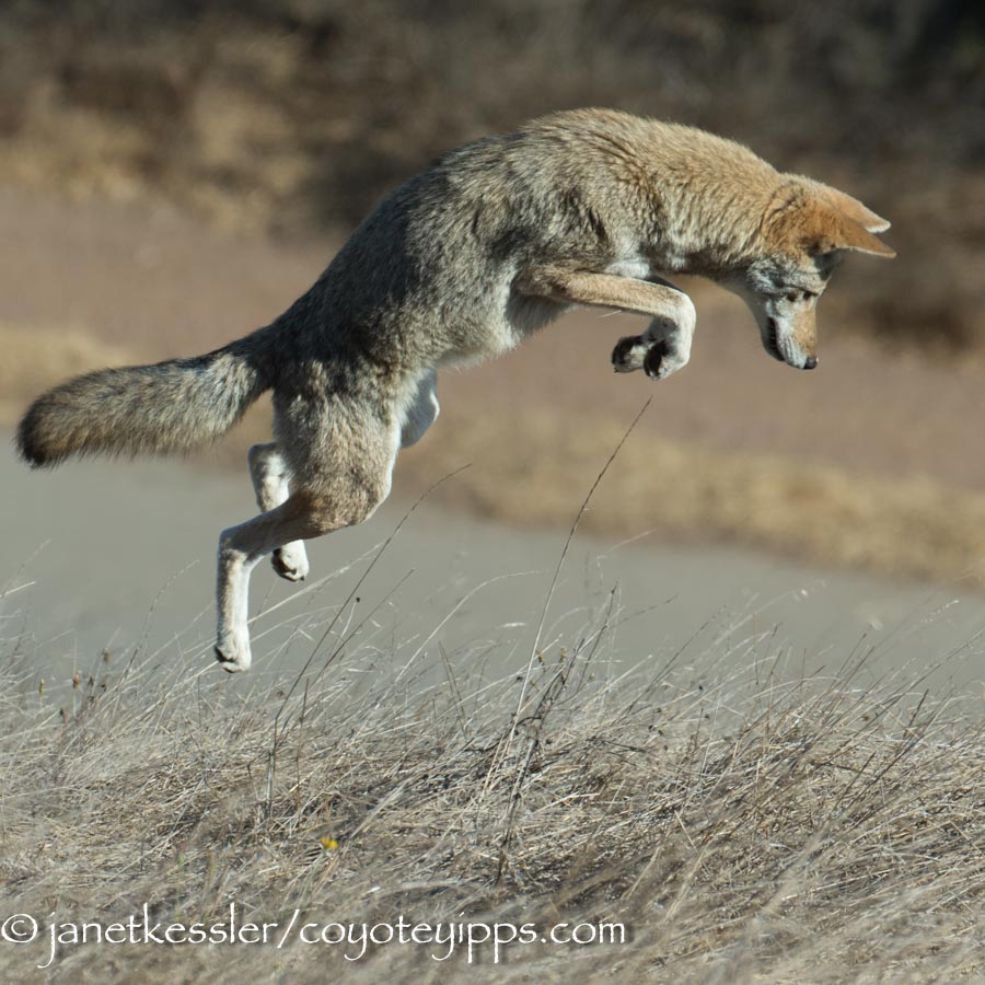 Meet “Hunter”: Gold Medalist in High Airborne Pouncing | Coyote Yipps