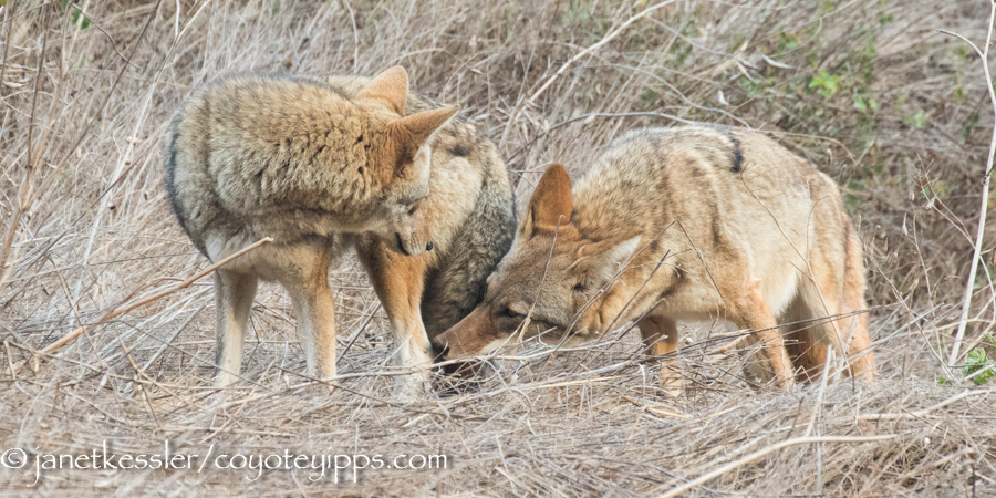 Injured Coyote and Altruistic Behavior by His Mate | Coyote Yipps