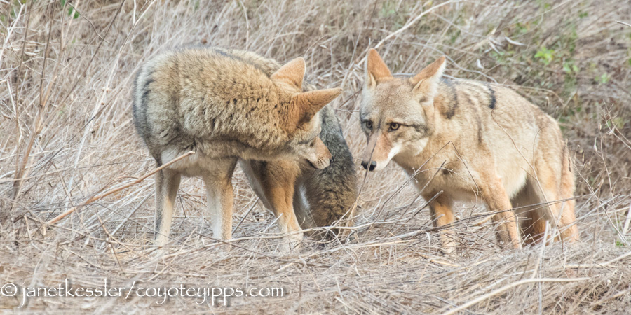 Injured Coyote and Altruistic Behavior by His Mate | Coyote Yipps