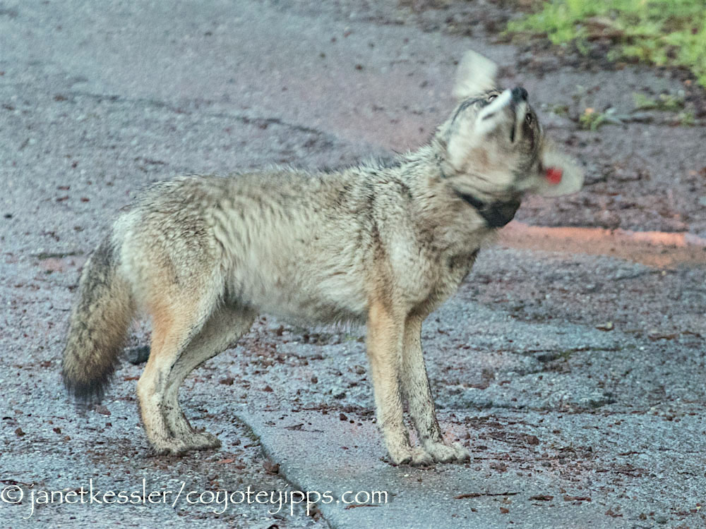 Detrimental Effects of Radio Collars | Coyote Yipps