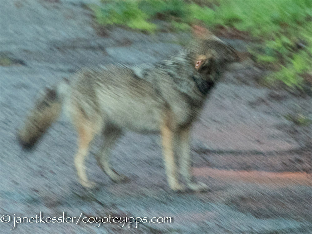 Detrimental Effects of Radio Collars | Coyote Yipps