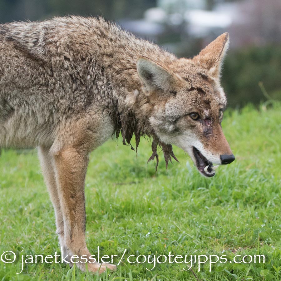 Detrimental Effects of Radio Collars | Coyote Yipps