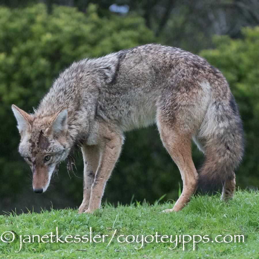 Detrimental Effects of Radio Collars | Coyote Yipps