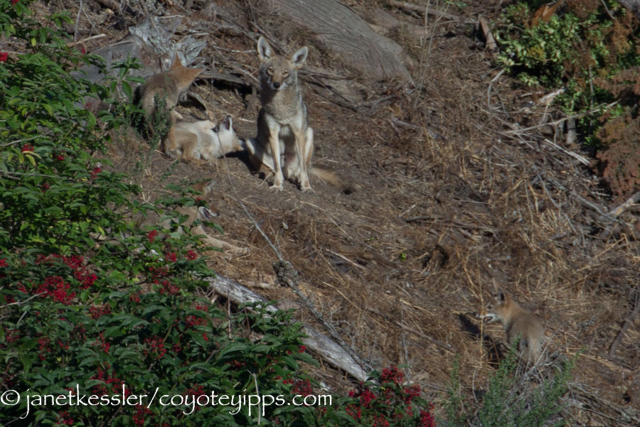 June 21, 2013 | Coyote Yipps