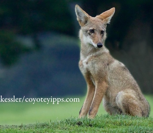 All About Coyote Pups: A Primer | Coyote Yipps