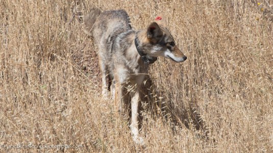 Scout Update: Heartwarming and Heartbreaking | Coyote Yipps