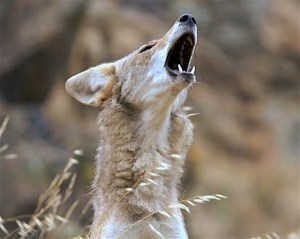 Coyote Voicings: Howls, Yips, Barks, & More | Coyote Yipps