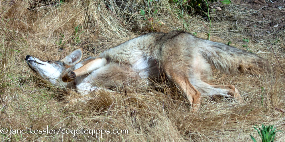 Coyotes, Snakes and “Flying Dragons” | Coyote Yipps