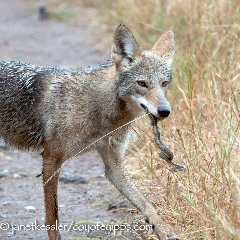 Coyotes, Snakes and “Flying Dragons” | Coyote Yipps