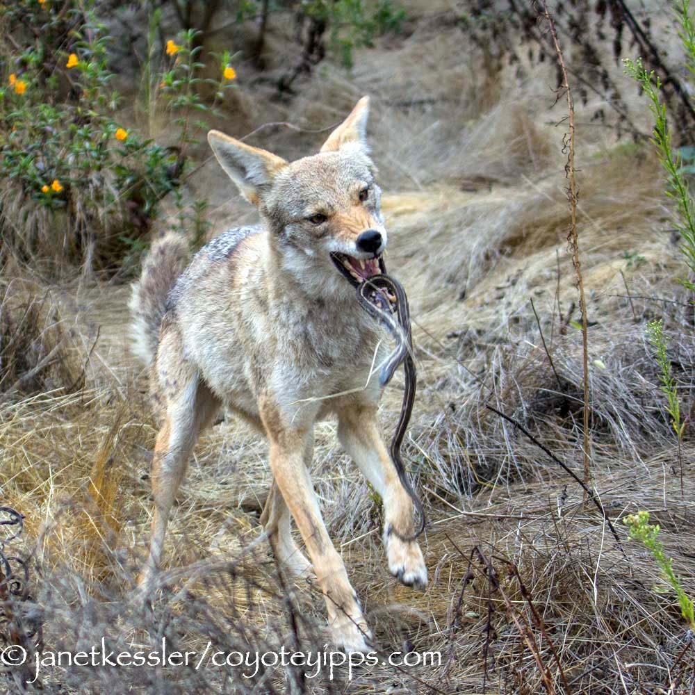 Coyotes, Snakes and “Flying Dragons” | Coyote Yipps