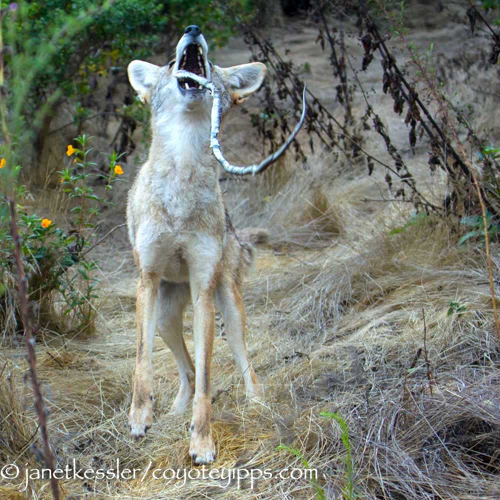 Coyotes, Snakes and “Flying Dragons” | Coyote Yipps