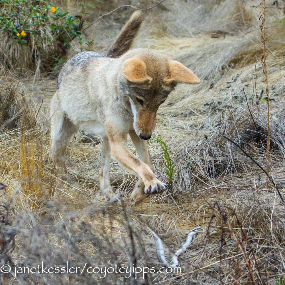 Coyotes, Snakes and “Flying Dragons” | Coyote Yipps