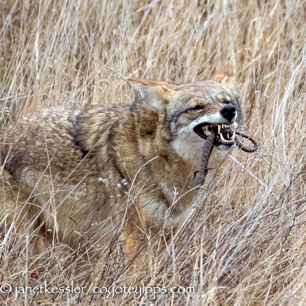Coyotes, Snakes and “Flying Dragons” | Coyote Yipps