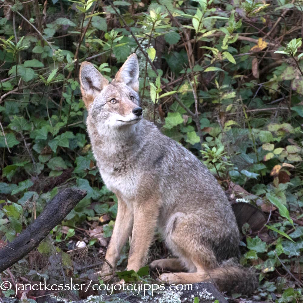 human behavior | Coyote Yipps
