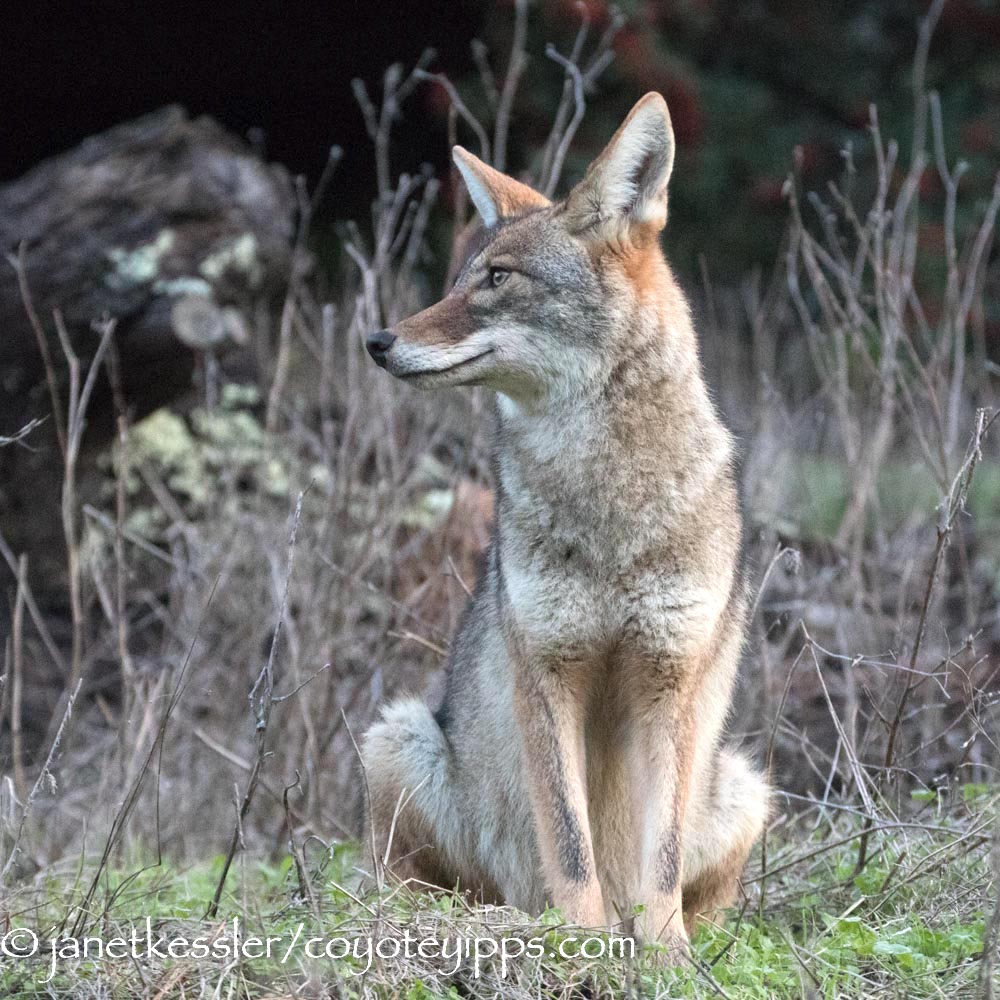 human behavior | Coyote Yipps