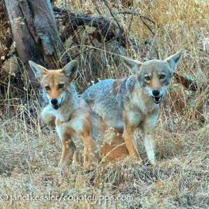 coyote mating behavior | Coyote Yipps