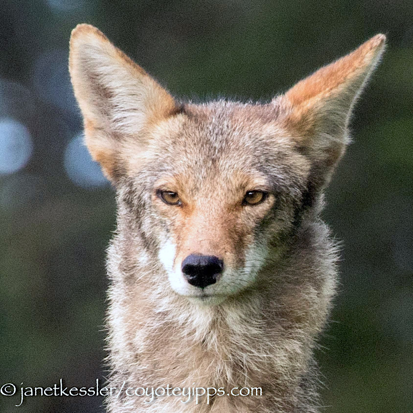 Coyote Courtship, by Walkaboutlou | Coyote Yipps