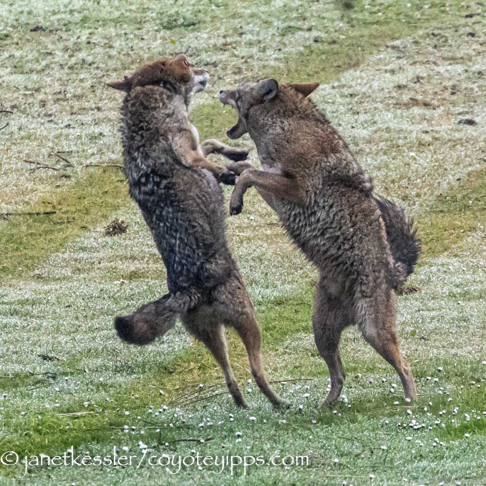 Playtime and Fun For a Coyote Mated Pair | Coyote Yipps