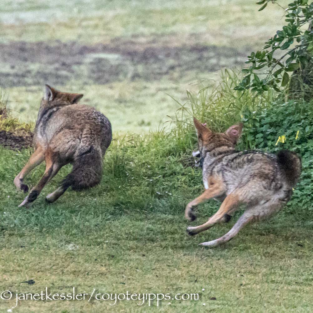 2021-01-06g | Coyote Yipps
