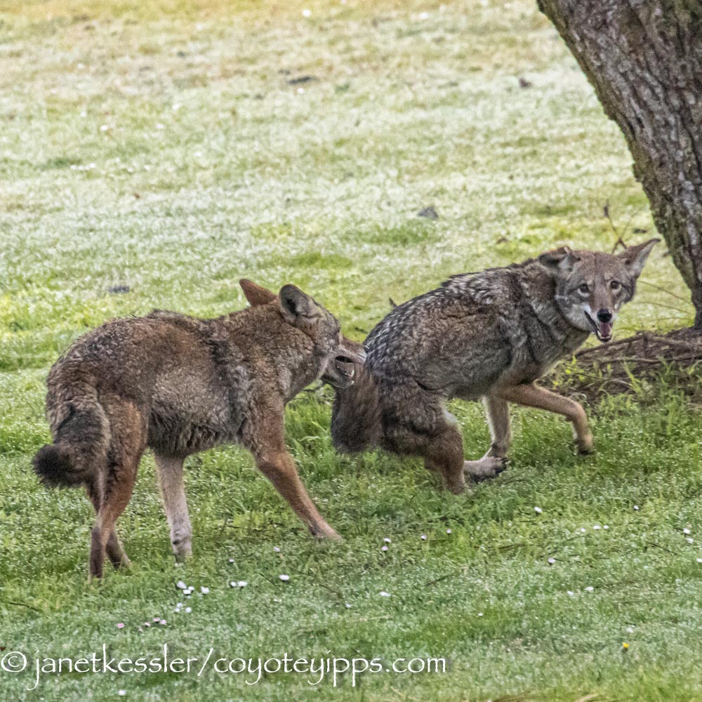 Playtime and Fun For a Coyote Mated Pair | Coyote Yipps