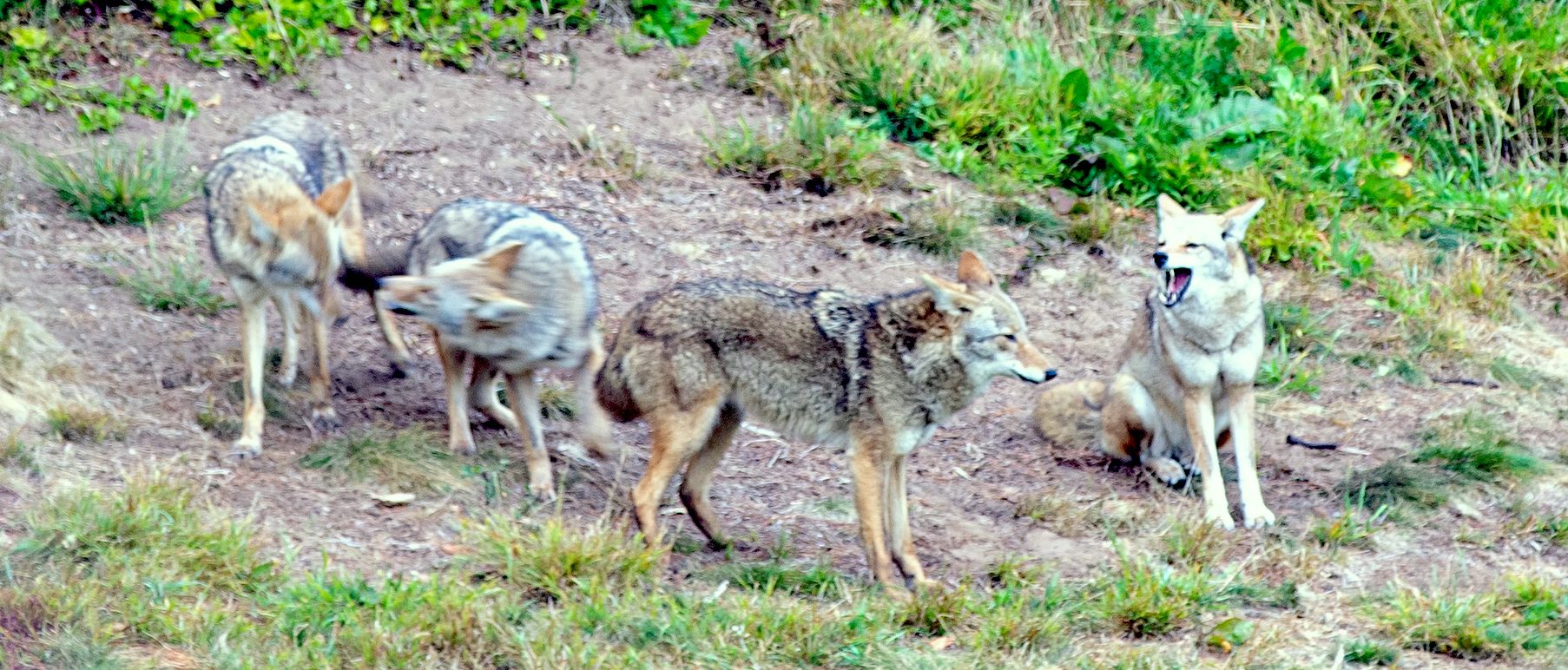 Family Interrupted: Update | Coyote Yipps