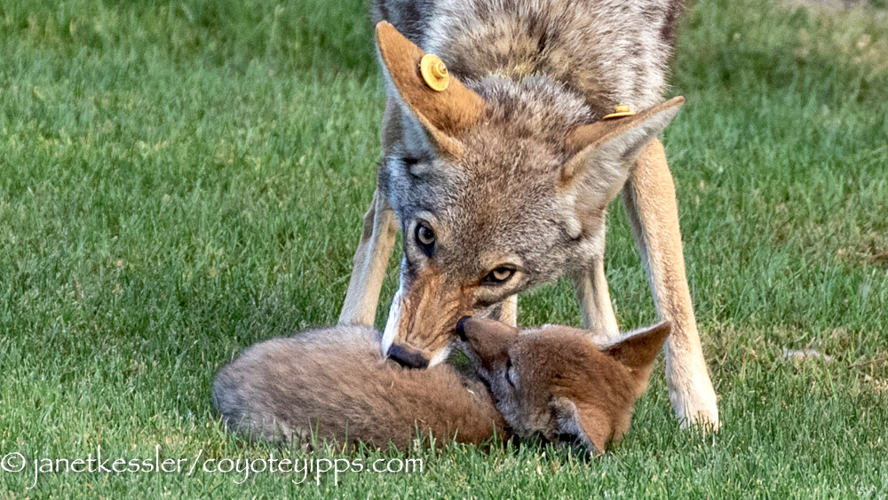 Four-Year-Old Sitter to the Rescue? | Coyote Yipps