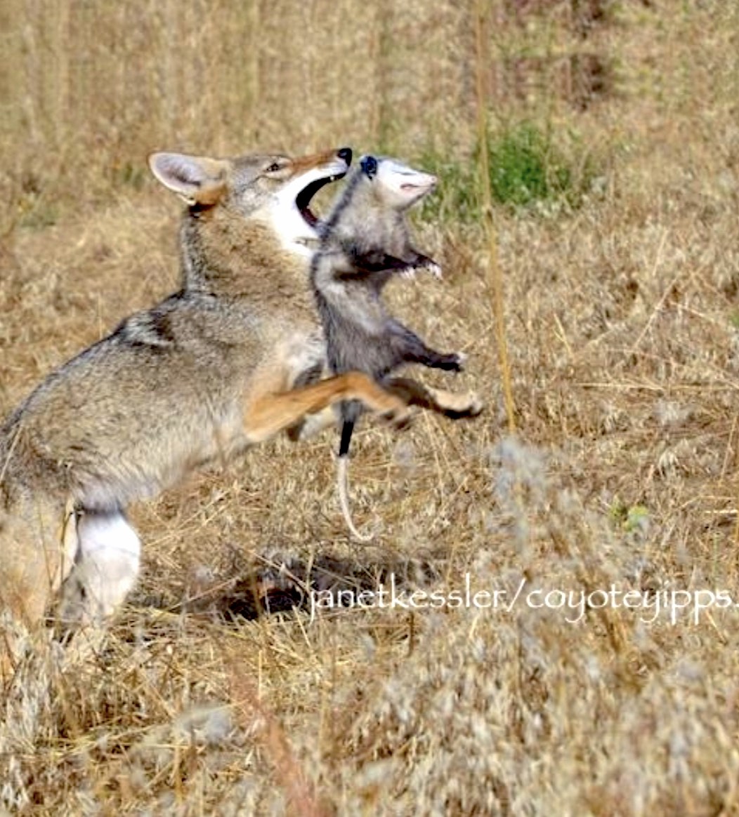 What Do Coyotes EAT Here In San Francisco? | Coyote Yipps