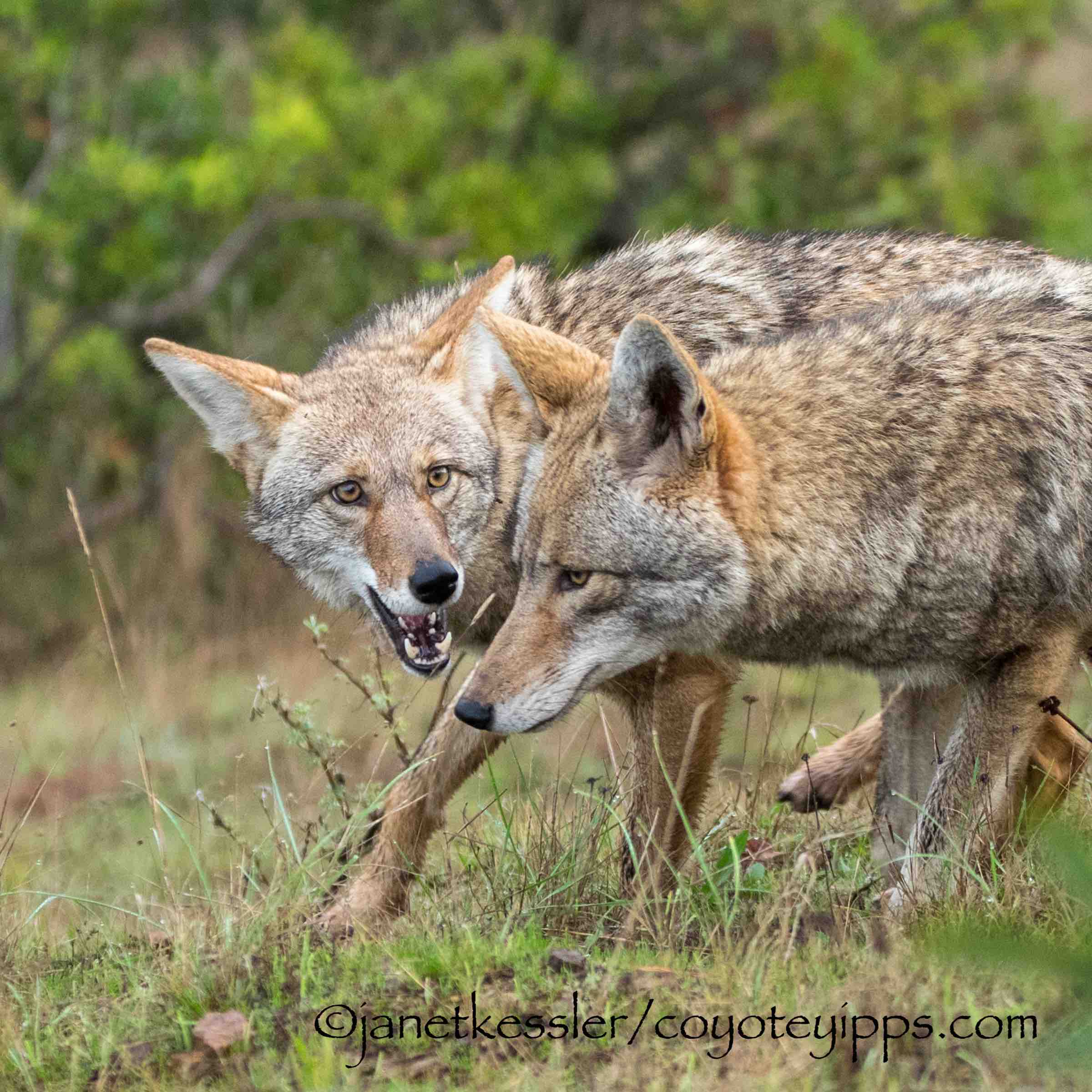 life cycle | Coyote Yipps