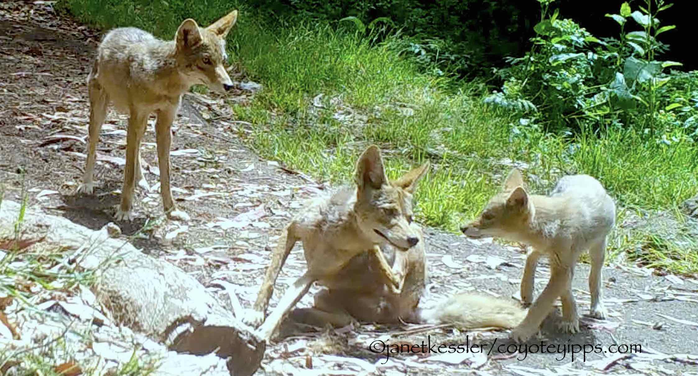 life cycle | Coyote Yipps