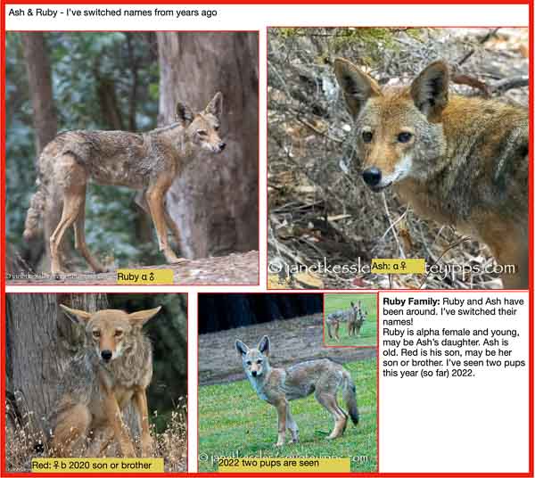 Ash: Aging, Injury, Decline | Coyote Yipps