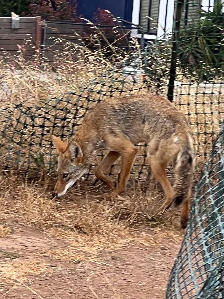 Flopsie, by Pete Dardis | Coyote Yipps