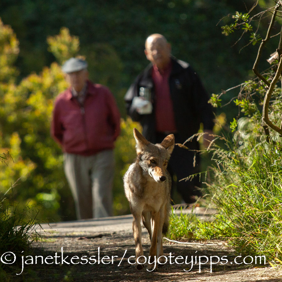 UrbanCoyoteSquared: GALLERIES | Coyote Yipps