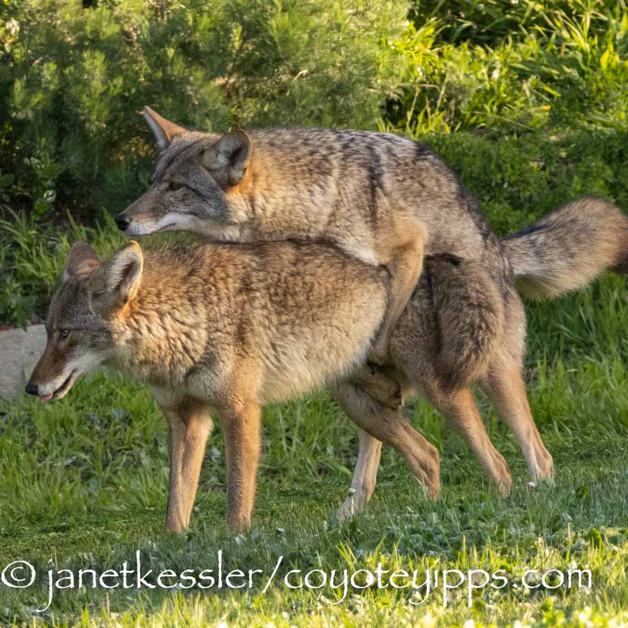 Hmmm. . . Strictly Monogamous? | Coyote Yipps