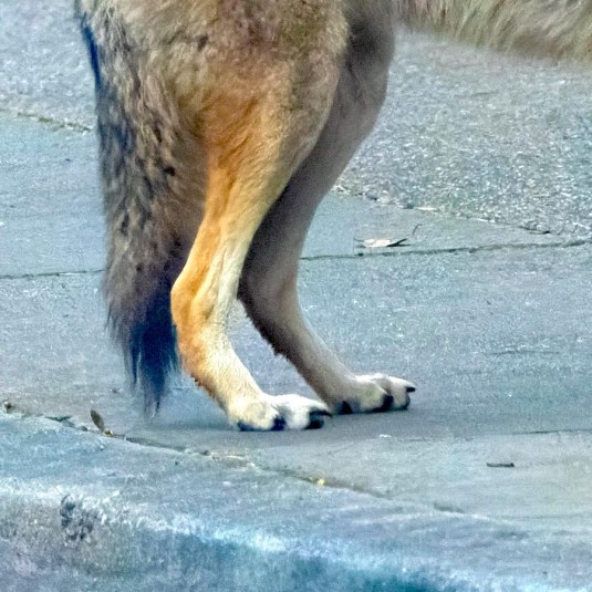 Dispersal Maneuvers | Coyote Yipps