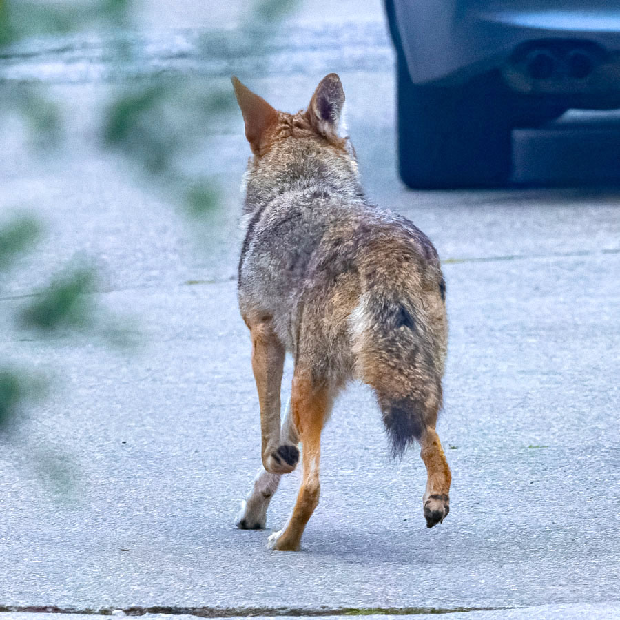 Dispersal Maneuvers | Coyote Yipps