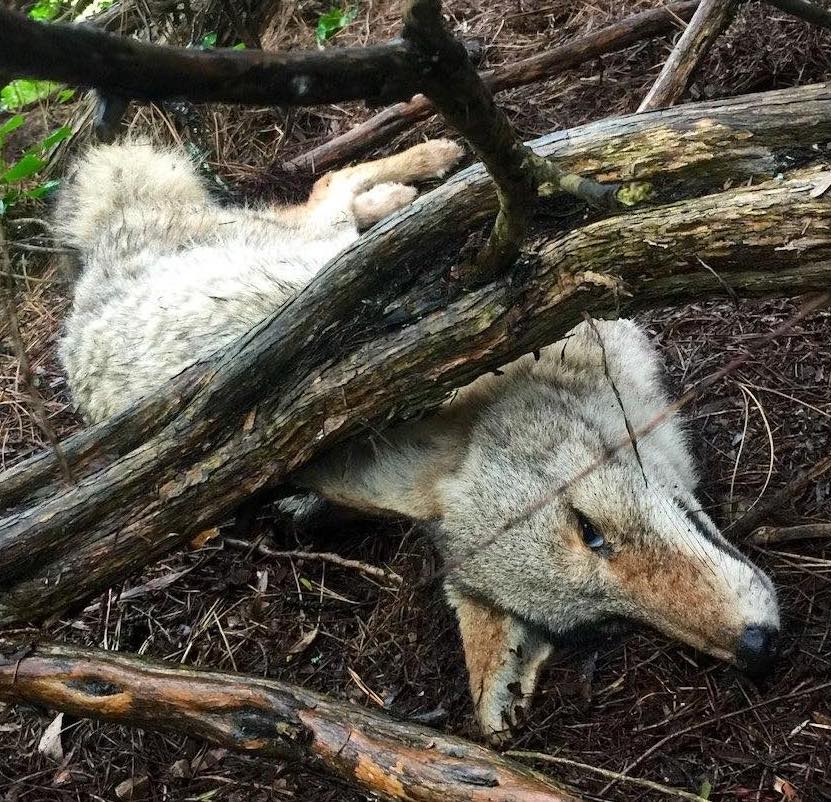 Injuries and Ailments: A Coyote’s Life is Hard and Short | Coyote Yipps