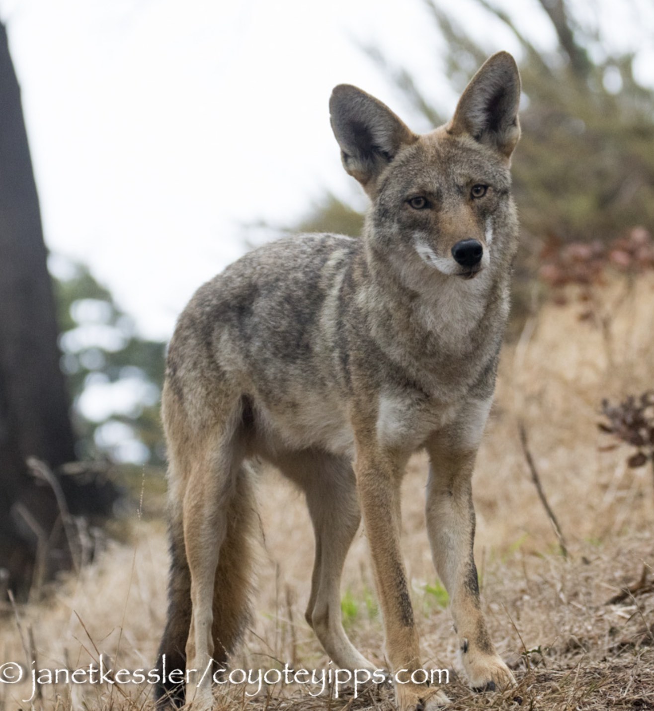 Injuries and Ailments: A Coyote’s Life is Hard and Short | Coyote Yipps