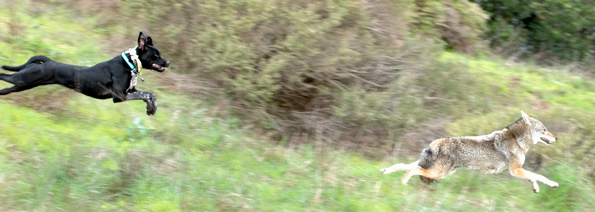Injuries and Ailments: A Coyote’s Life is Hard and Short | Coyote Yipps