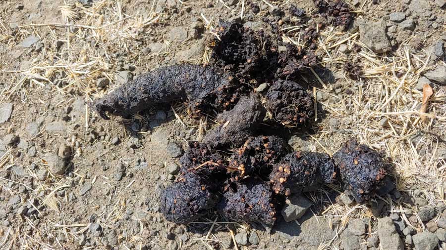 Scat is Where It’s At, by Walkaboutlou | Coyote Yipps