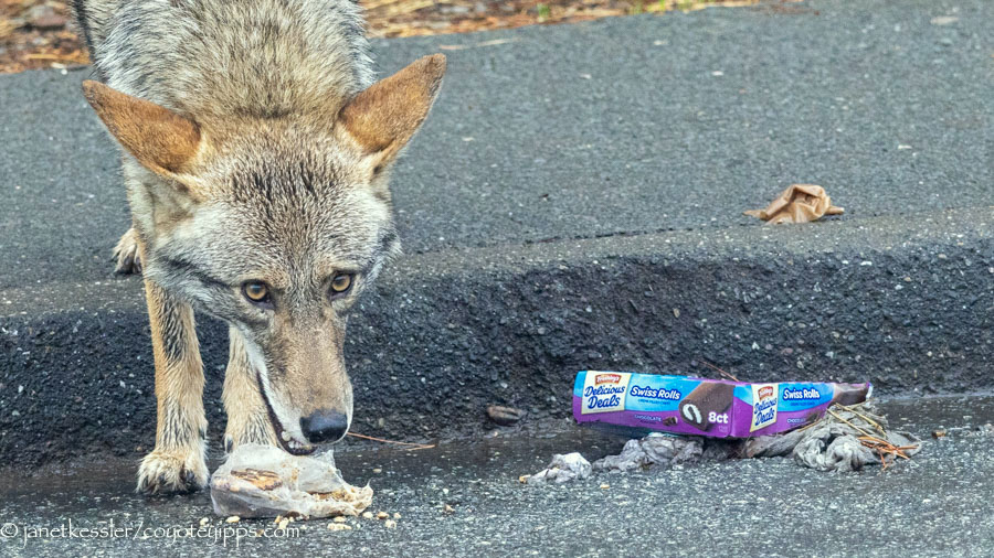 Using DNA in Scat to Study Coyote Diet, by Tali Caspi | Coyote Yipps