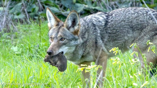 Using DNA in Scat to Study Coyote Diet, by Tali Caspi | Coyote Yipps
